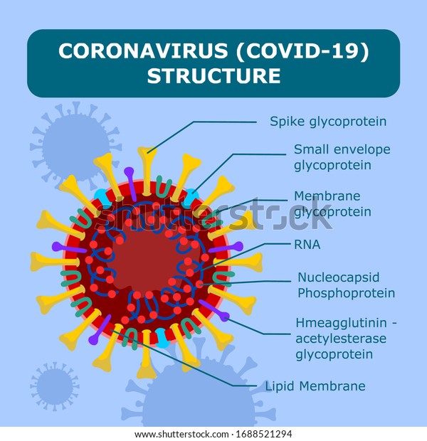 Coronavirus Structure Covid19 Structure Flat Illustration Stock Vector ...