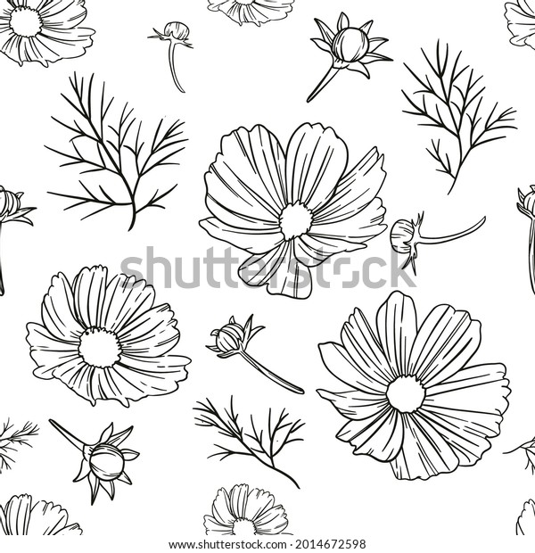 Cosmos Flower Outline Seamless Pattern Transparent Stock Vector ...