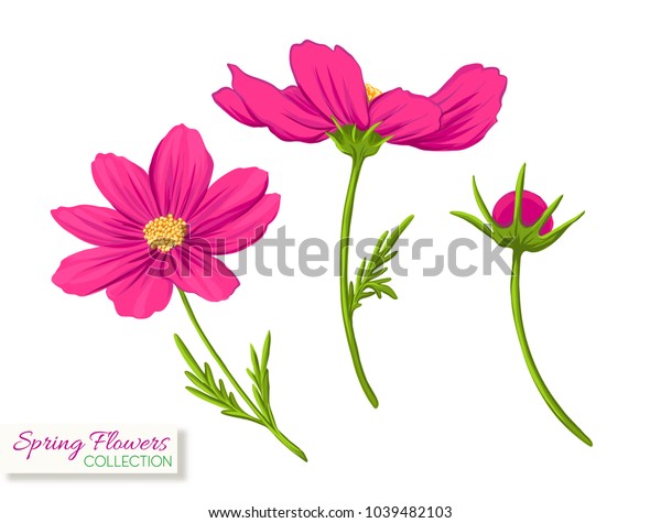 Cosmos Flowers Colorful Realistic Vector Illustration Stock Vector ...