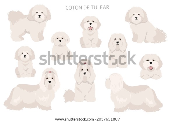 1,555 Cartoon Maltese Images, Stock Photos & Vectors | Shutterstock