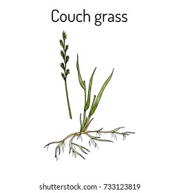 Couch-grass Images, Stock Photos & Vectors | Shutterstock