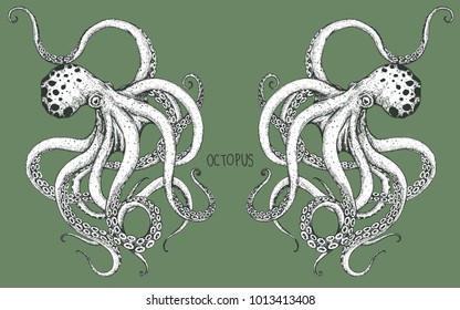 Couple Octopus Hand Drawing Stock Vector (Royalty Free) 1013411857