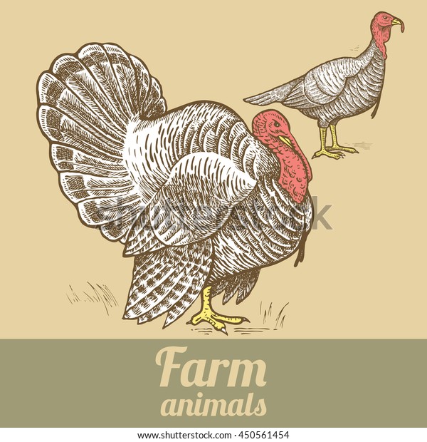 Couple Turkey Vector Illustration Series Farm Stock Vector (Royalty ...