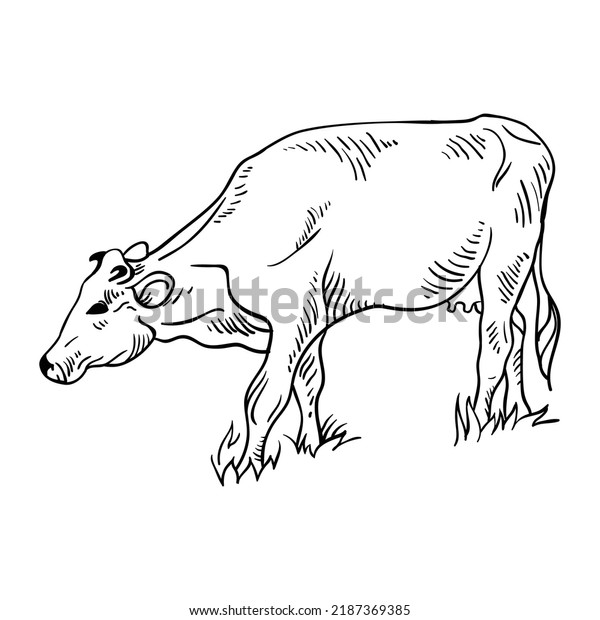 Cow Hand Drawing Style Vector Suitable Stock Vector (Royalty Free ...