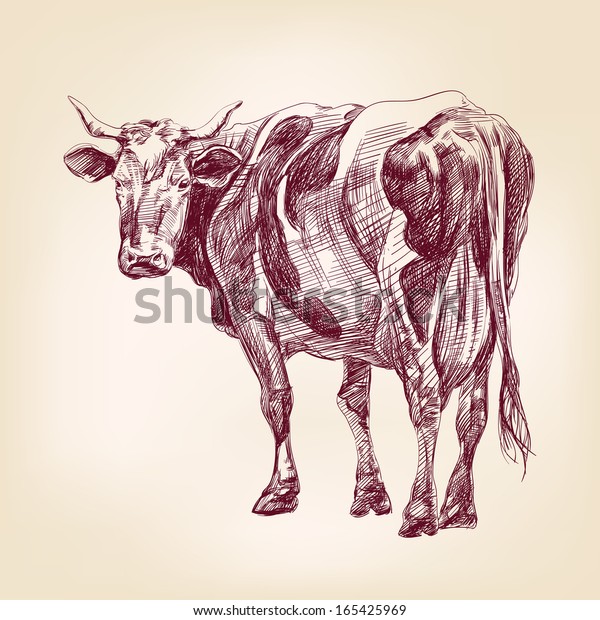 Cow Hand Drawn Vector Llustration Realistic Stock Vector (Royalty Free ...
