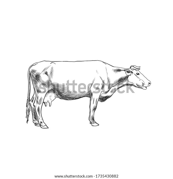 Cow Illustration Vector Realistic Farm Animals Stock Vector (Royalty ...