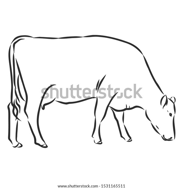 Cow Sketch Contour Vector Illustration Stock Vector (Royalty Free ...
