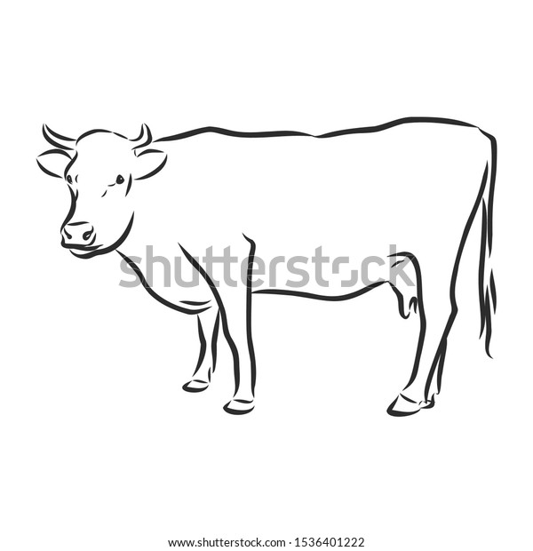 Cow Sketch Contour Vector Illustration Stock Vector (Royalty Free ...