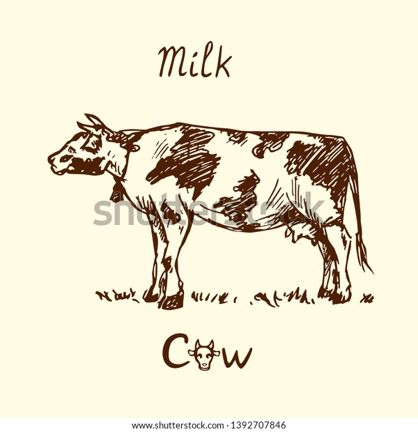 Cow Standing Side View Hand Drawn Stock Vector (Royalty Free ...