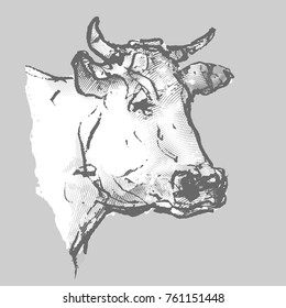 Cow Vector Hand Draw Stock Vector (Royalty Free) 752350357