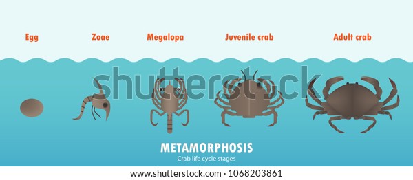 Crab life cycle metamorphosis
