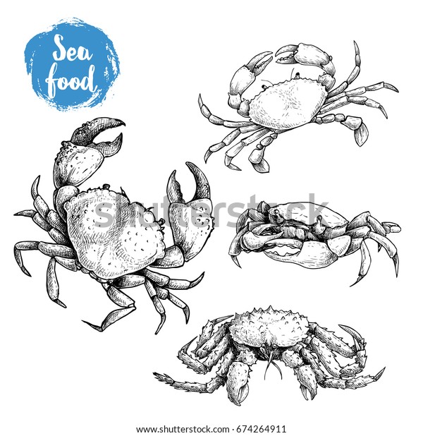 Crab Sketch Set Hand Drawn Collection Stock Vector (Royalty Free) 674264911