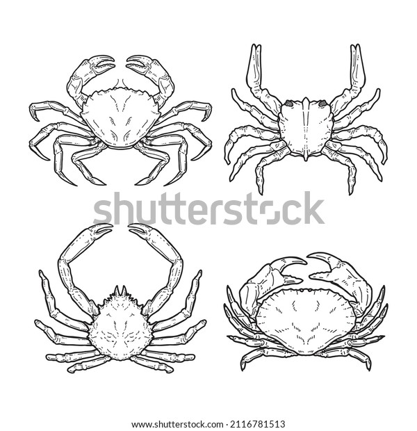 Crabs Vector Vintage Hand Drawing Stock Vector (Royalty Free ...