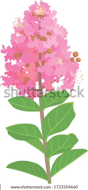 Crape Myrtle Tree Beautiful Flowers Summer Stock Vector (Royalty Free ...