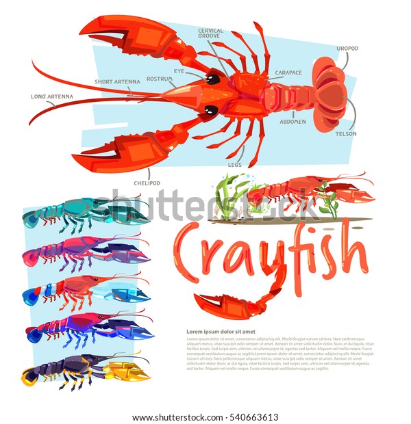 Crayfish Information Infographic Style Separate Color Stock Vector ...