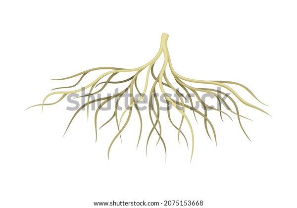 Creeping Root Plant Underground Stem Botany Stock Vector (Royalty Free ...