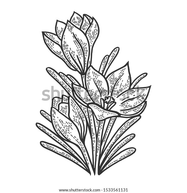 Crocus Flower Sketch Engraving Vector Illustration Stock Vector ...