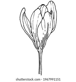 Crocus Flower Vector Sketch Illustration Isolated Stock Vector (Royalty ...