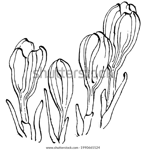 Crocus Flower Vector Sketch Illustration Isolated Stock Vector (Royalty ...