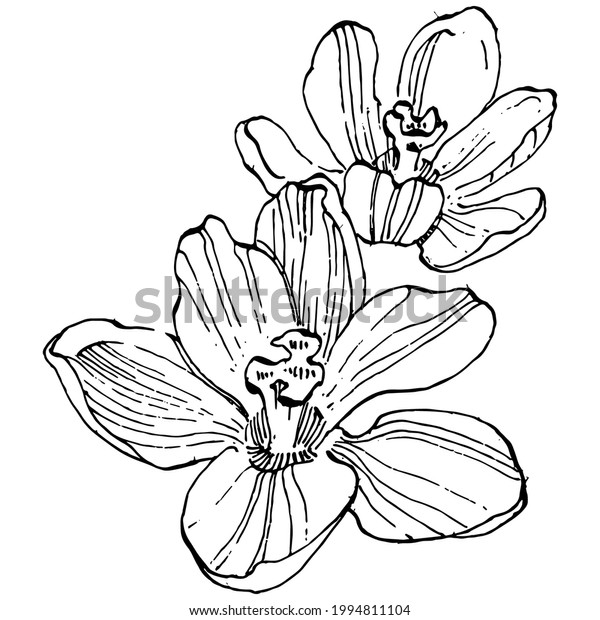 Crocus Flower Vector Sketch Illustration Isolated Stock Vector (Royalty ...