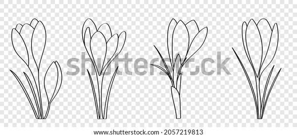 Crocuses Drawn Black Line Doodle Style Stock Vector (Royalty Free ...