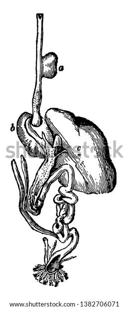 Crop Digestive Organs Which Largely Developed Stock Vector (Royalty ...