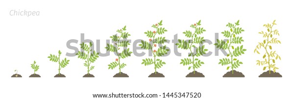 Crop stages of Chickpea. Growing animation chick pea plant. Known as ...
