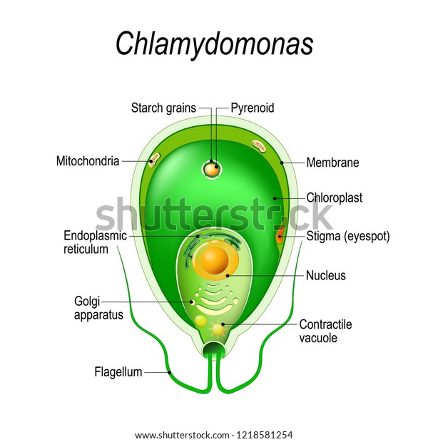 Cross Section Chlamydomonas Structure Algae Cell Stock Vector (Royalty ...