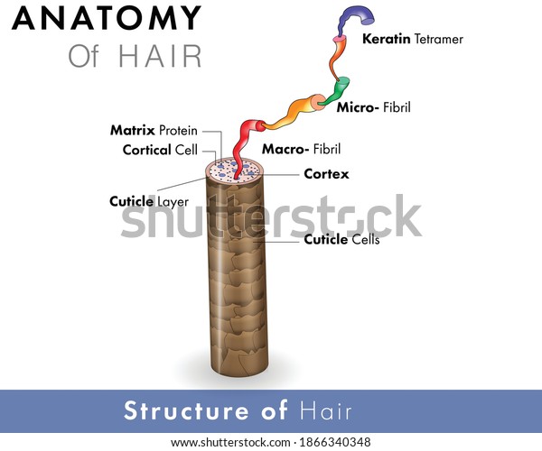 Cross section of human hair anatomy top view. microscopic structure of ...