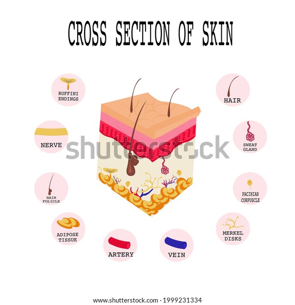 Cross section of Human skin.Layered epidermis with hair follicle ...