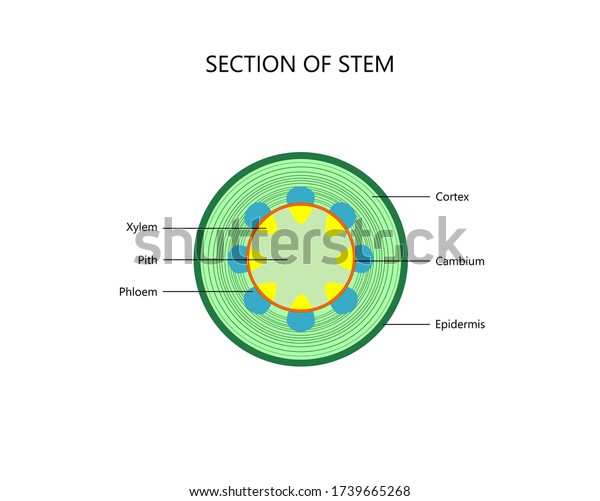 857 Plant stem diagram Gambar, Foto Stok & Vektor | Shutterstock