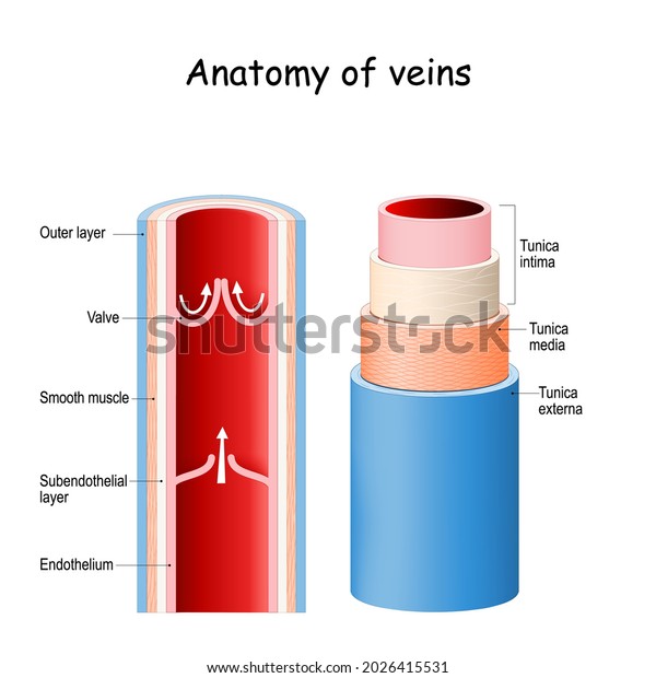 Cross Section Vein Blood Vessel Anatomy Stock Vector (Royalty Free ...