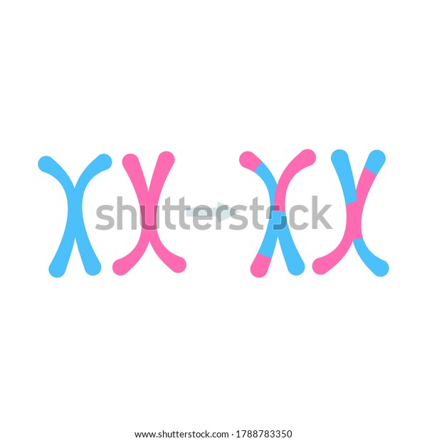 Crossing Over And Genetic Recombination Concept Research And Analysis