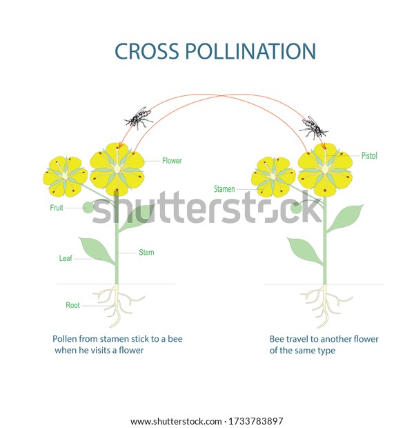 Crosspollination Pollination Flowering Plants Scheme Botany Stock ...