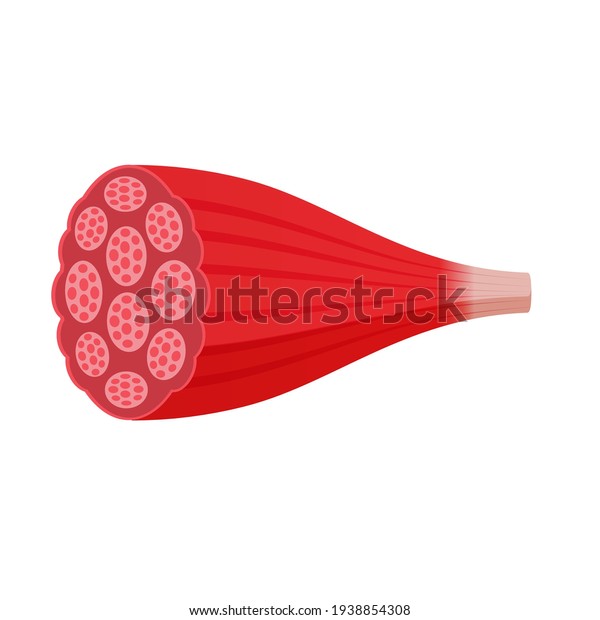 Vektor Stok Crosssection Muscle Vector Illustration Red Muscle (Tanpa ...