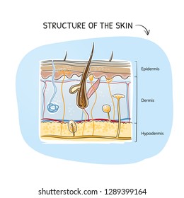 Diagram Showing Young Aged Skin Illustration Stock Vector (Royalty Free ...