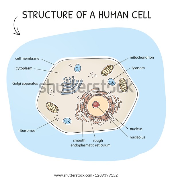 Crosssection View Human Cell Cell Organelles Stock Vector (Royalty Free ...