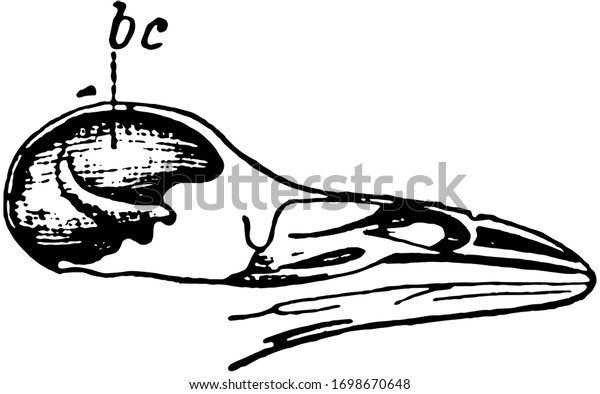 Crow Skull Showing Brain Cavity Vintage Stock Vector (Royalty Free ...