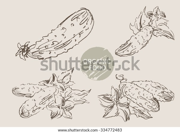 Cucumber Hand Draw Sketch Vector: vector de stock (libre de regalías ...