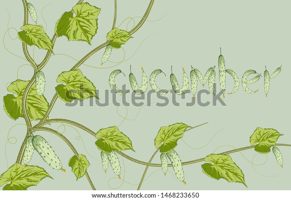 Cucumber Leaf Design Lettering Cucumber Background Stock Vector ...