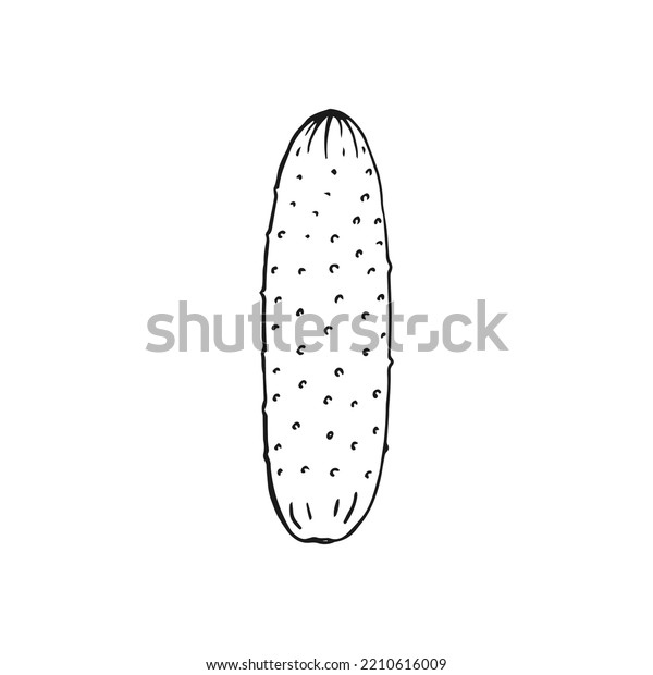 Cucumber Outline Hand Drawn Vector Illustration Stock Vector (Royalty ...