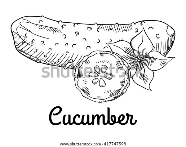 Cucumber Sliced Cucumber Seeds Pulp Flower Stock Vector (Royalty Free ...