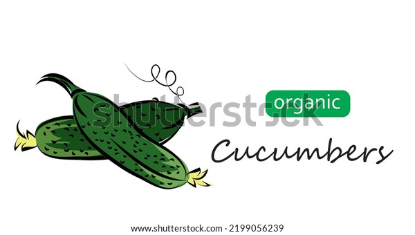 Cucumbers Vector Illustration Art Illustration Organic Stock Vector ...
