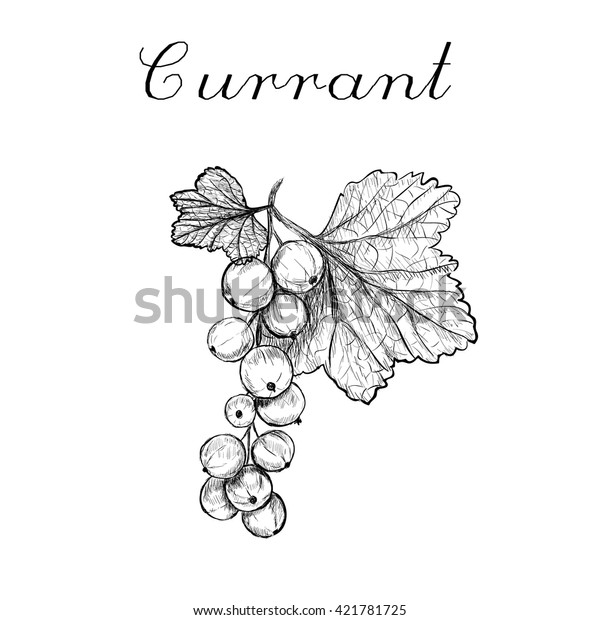 Currants Drawing Style Sketch Vector: vector de stock (libre de ...