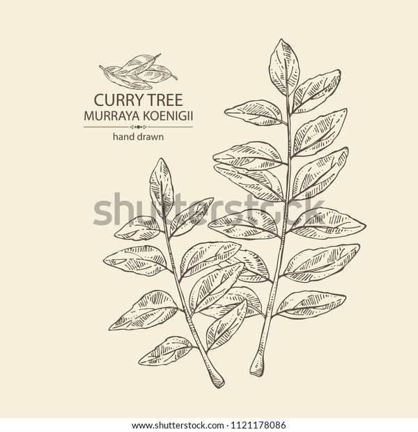 Curry Tree Branch Curry Leaves Murraya Stock Vector (Royalty Free ...