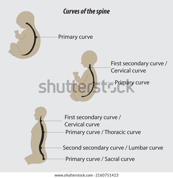 Curves Spine Human Vertebral Column Anatomy: เวกเตอร์สต็อก (ปลอดค่า ...