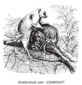 8 Common cuscuses Images, Stock Photos & Vectors | Shutterstock