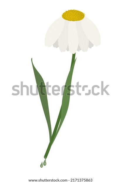 Cut Daisy Flower Vector Illustration Isolated เวกเตอร์สต็อก ปลอดค่า
