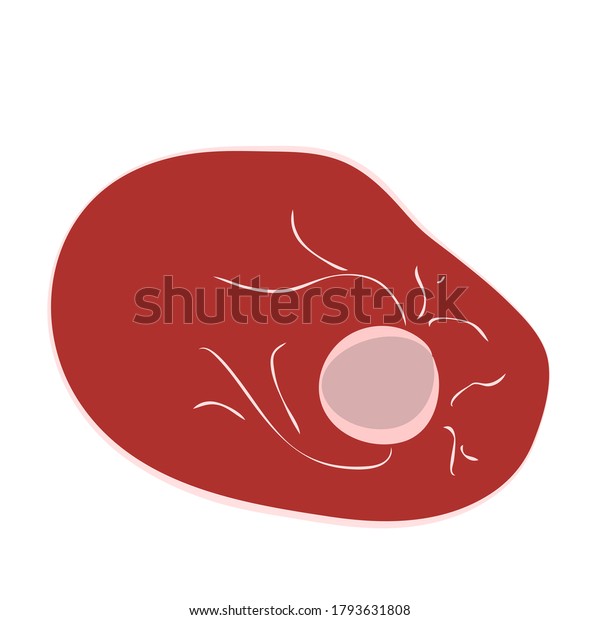 Cut Round Bone Across Piece Meat Stock Vector (Royalty Free) 1793631808 ...