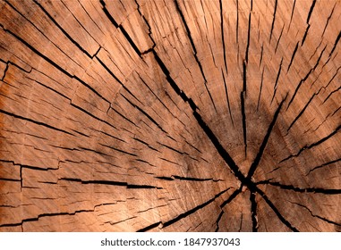 Cut Tree Trunk Nature Brown Stock Vector (Royalty Free) 1847937043 ...